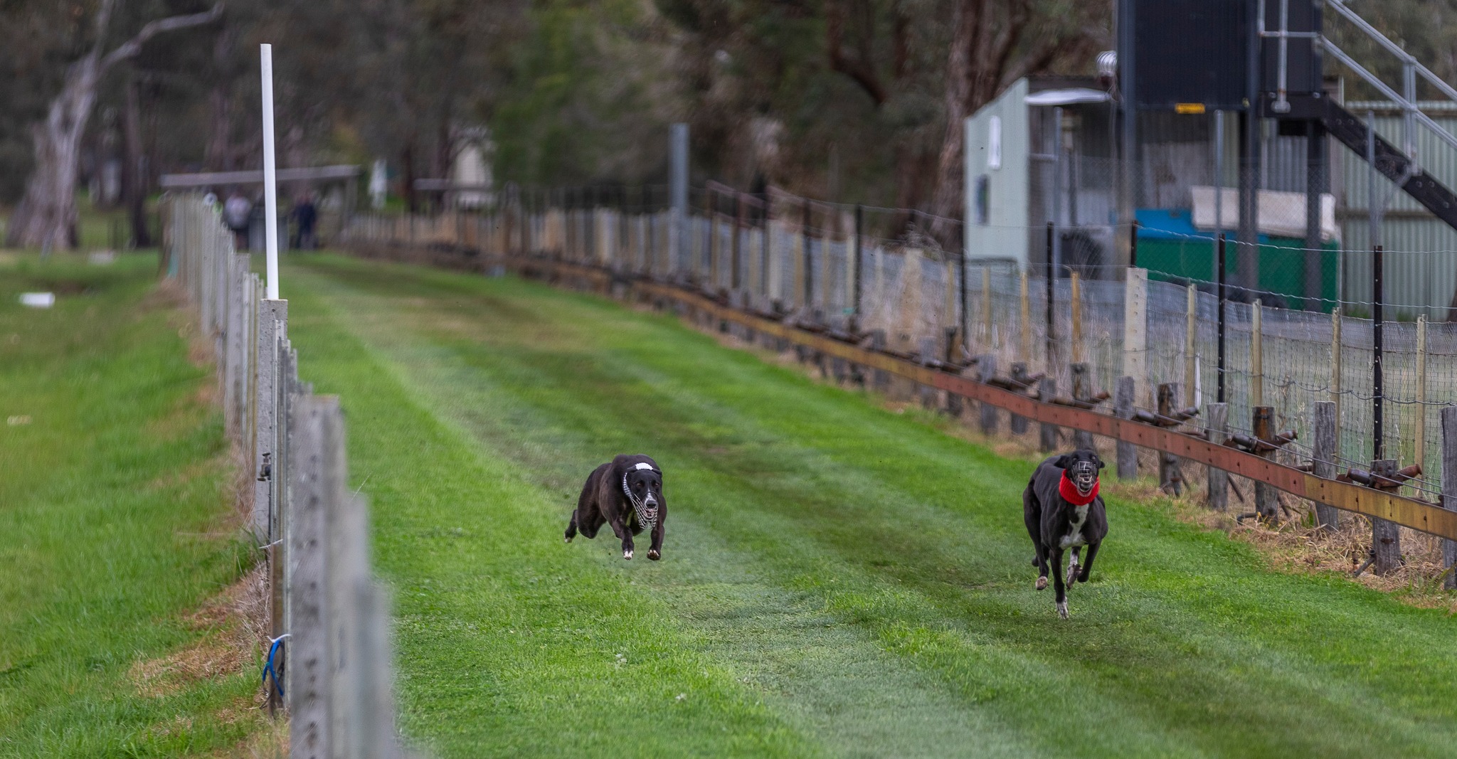 History of Coursing – NCA Victoria